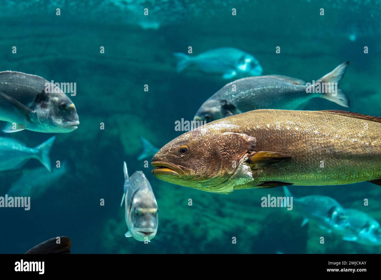 Various species of marine life hi-res stock photography and images - Alamy