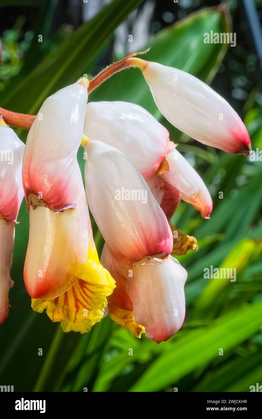 Shell ginger (Alpinia zerumbet), Zingiberaceae. Rhizomatous perennial ...