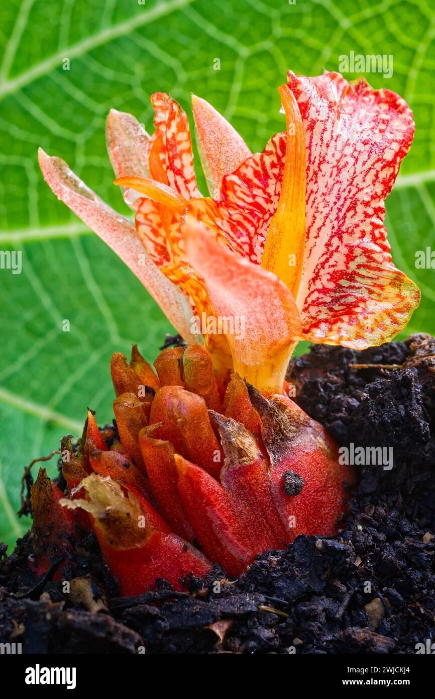 Zingiber rubens hi-res stock photography and images - Alamy
