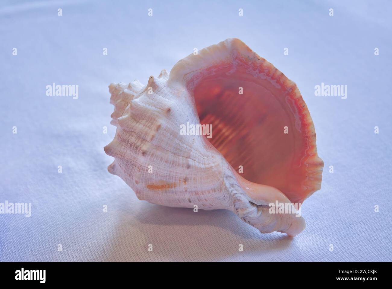 Empty shell from rapana venosa against a light background close-up ...
