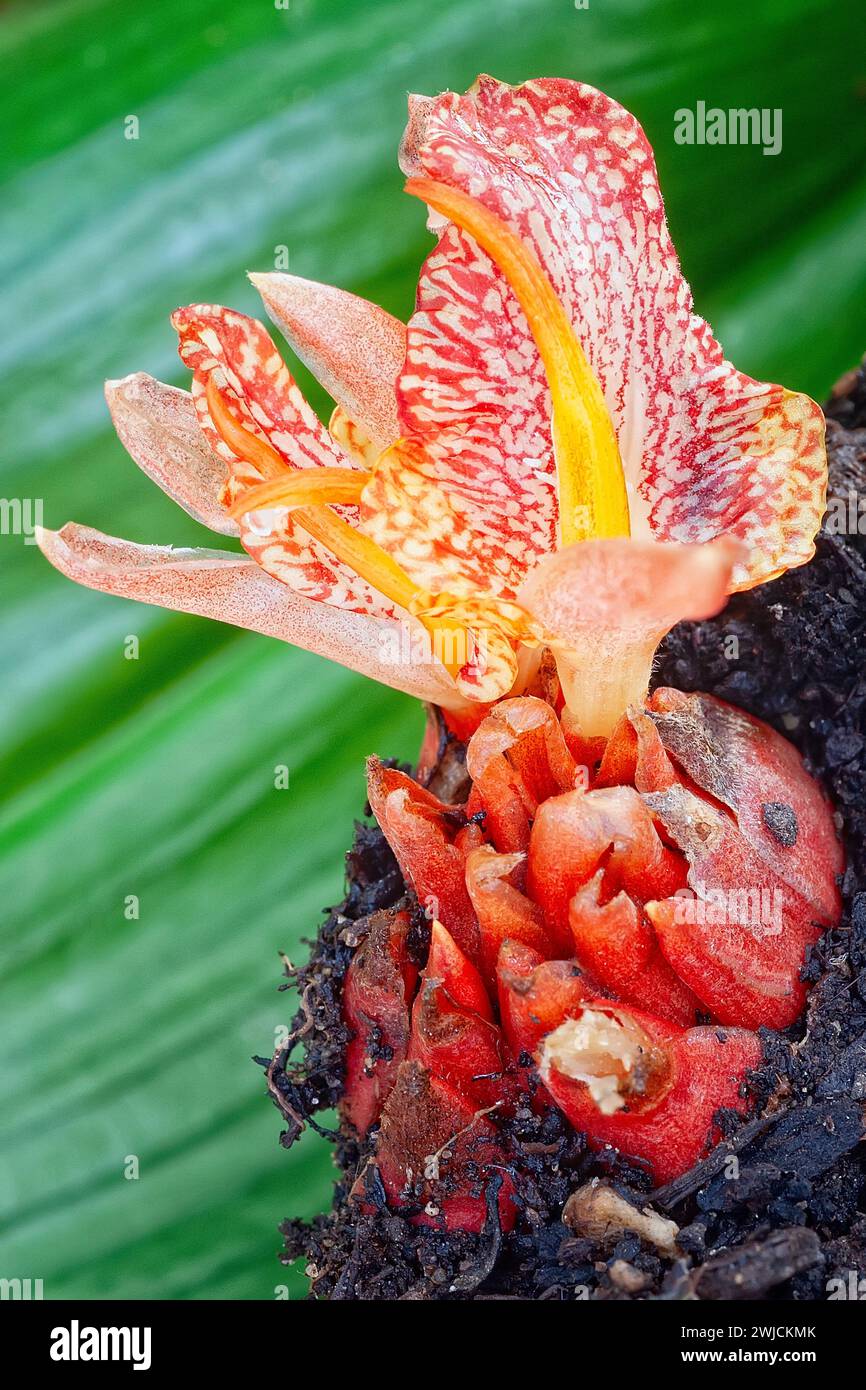 Zingiber rubens hi-res stock photography and images - Alamy