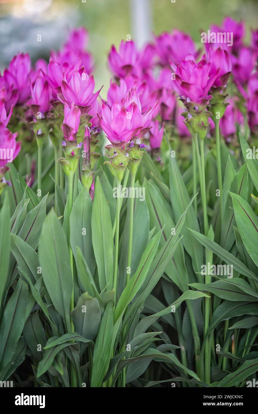Curcuma alismatifolia cv Pink Loto , Zingiberaceae. cultivar Hybrid ...