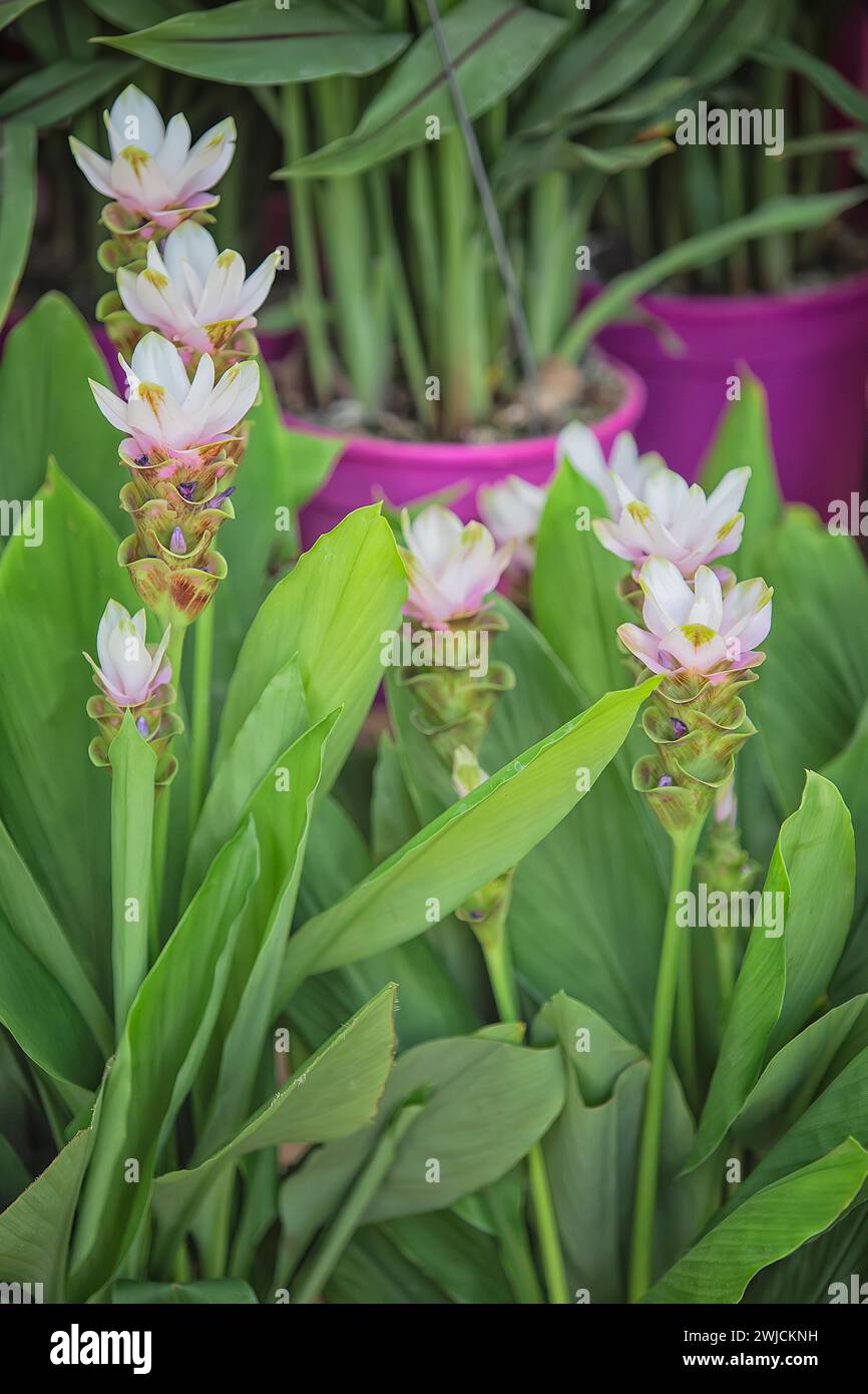 Curcuma cv Brushing Star, Zingiberaceae. cultivar Hybrid. Rhizomatous ...