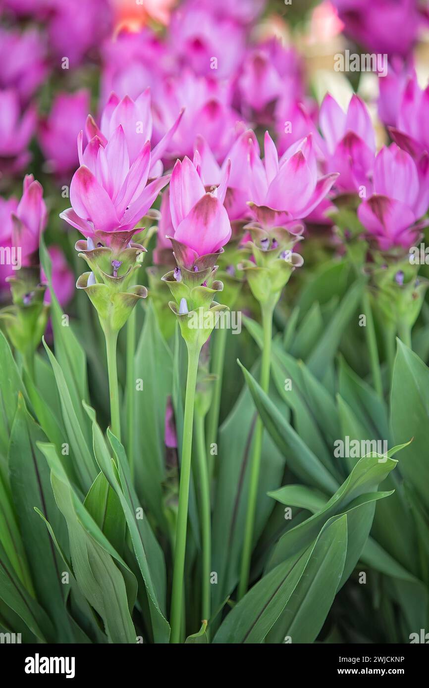 Curcuma alismatifolia cv Pink Loto , Zingiberaceae. cultivar Hybrid ...