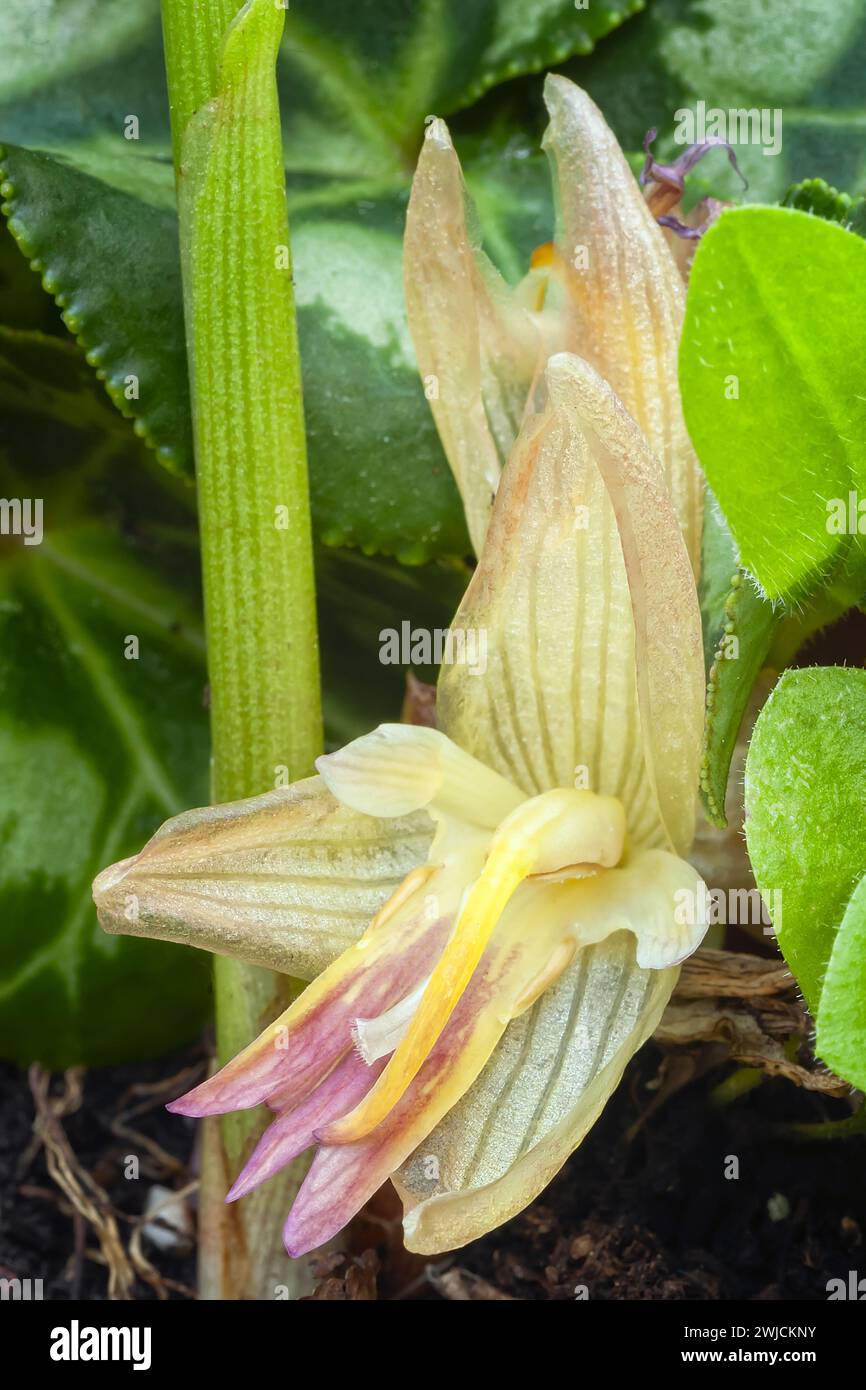 Zingiber mioga ginger plant hi-res stock photography and images - Alamy
