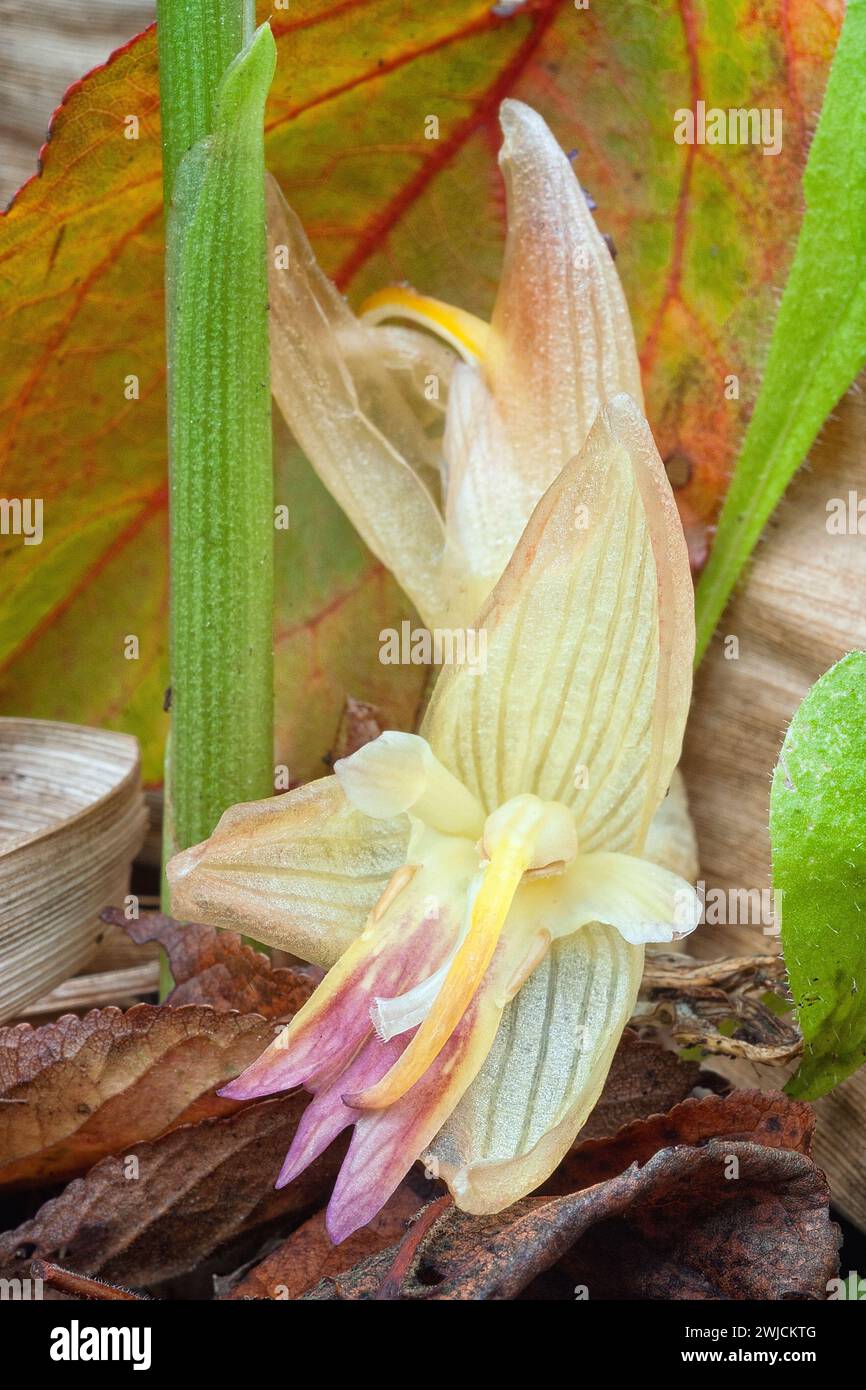 Myoga or Japanese Ginger (Zingiber mioga), Zingiberaceae. Edible ...