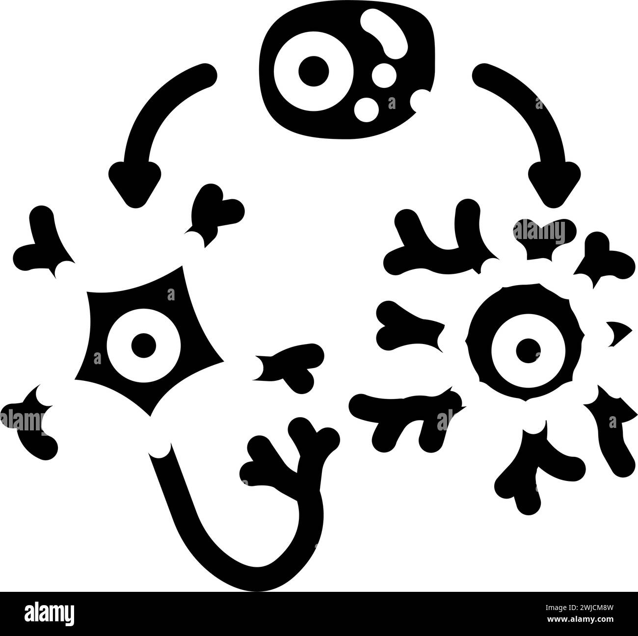 Neurogenesis Black and White Stock Photos & Images - Alamy