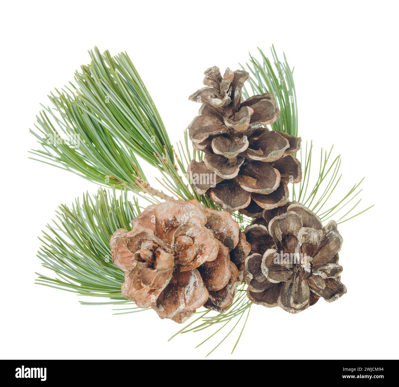 A green branch of a pine tree with cones. Christmas tree branches ...