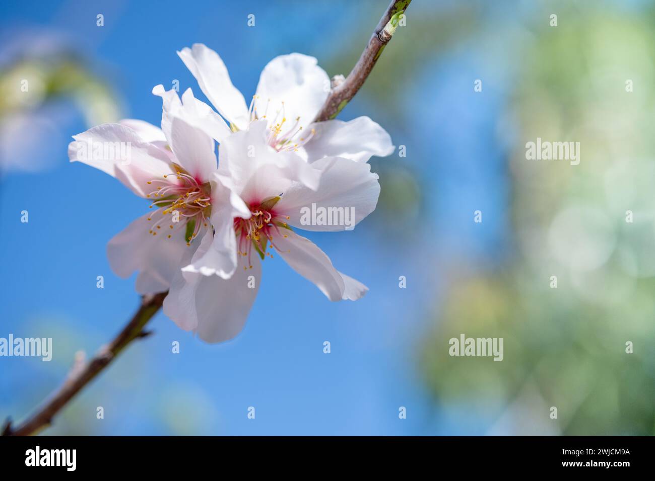 Almond flower bud leaves hi-res stock photography and images - Alamy