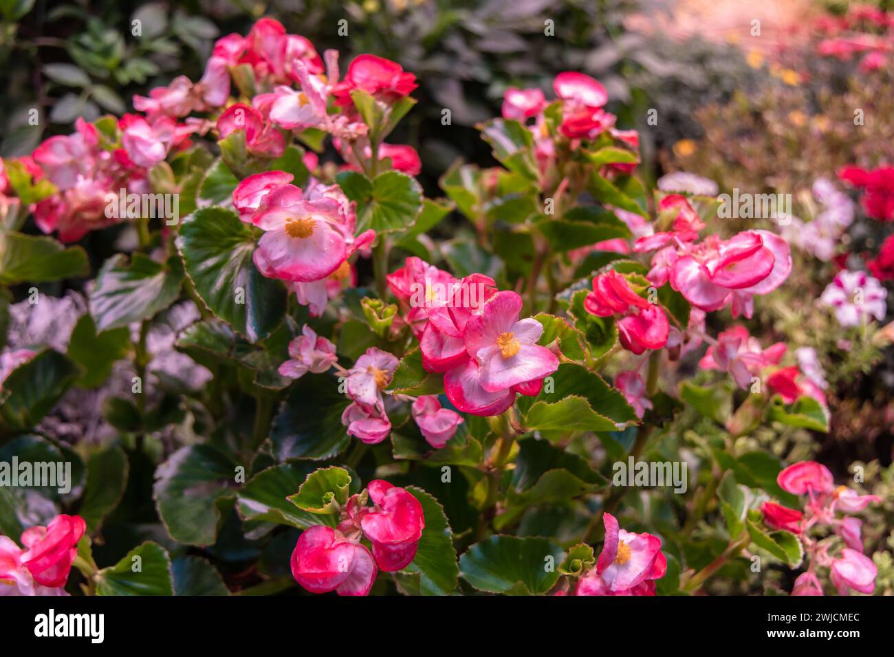 Plants of a begonia of ever flowering (Begonia semperflorens Stock ...