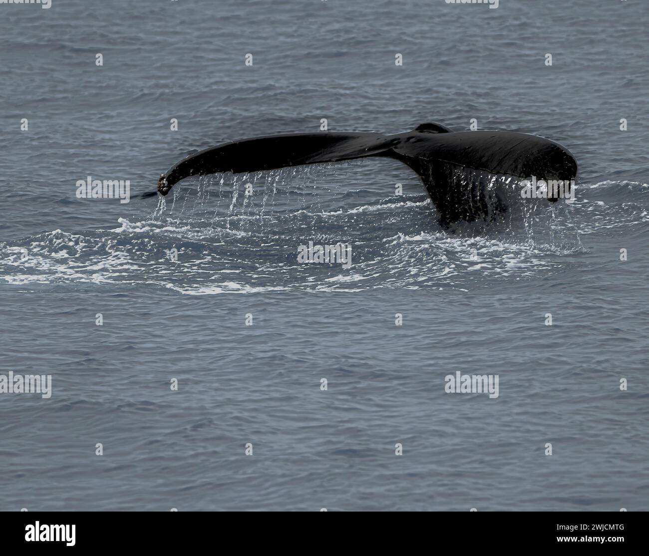 Whale’s tail hi-res stock photography and images - Alamy