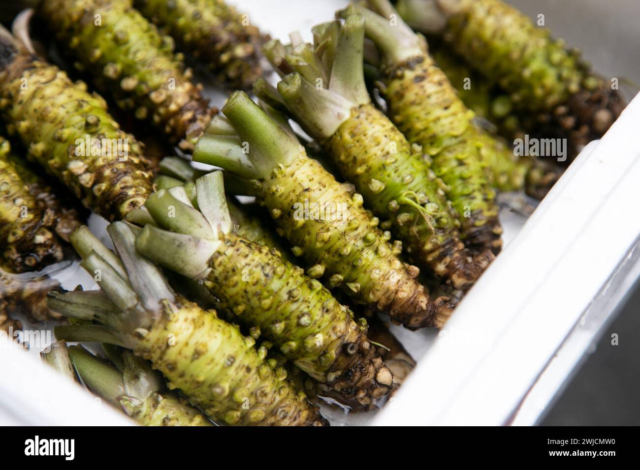 Farming wasabi hi-res stock photography and images - Alamy