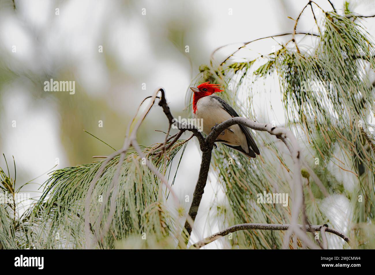 Nativebirdsofhawaii hi-res stock photography and images - Alamy