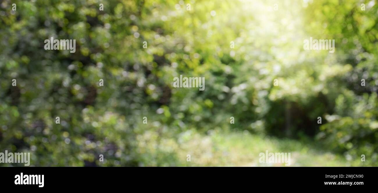 Blurred greenery background hi-res stock photography and images - Alamy