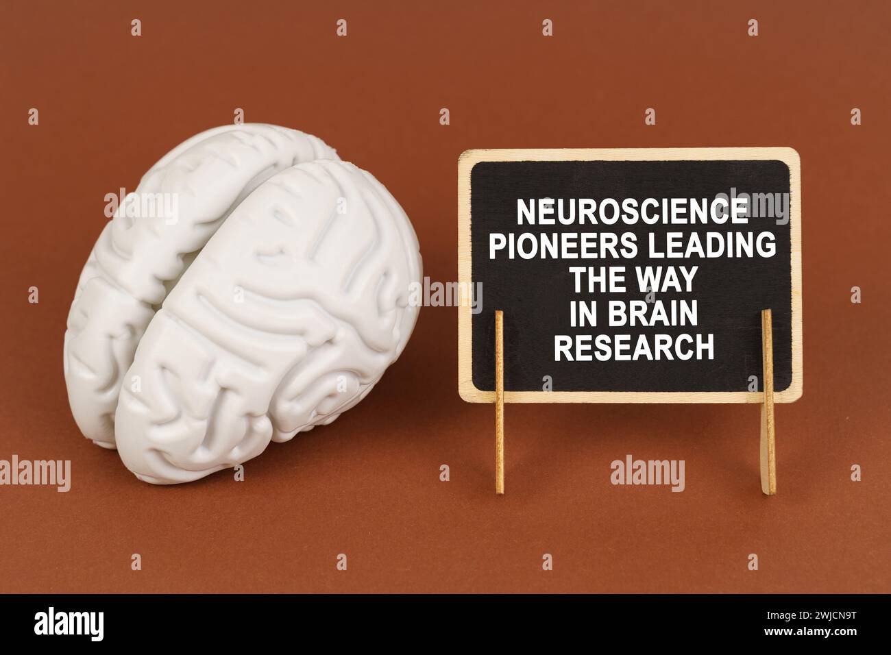 On a brown background, a model of the brain and a sign with the ...
