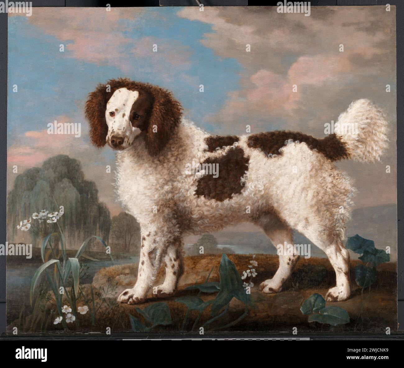 Brown and White Norfolk or Water Spaniel. George Stubbs. 1778 Stock ...