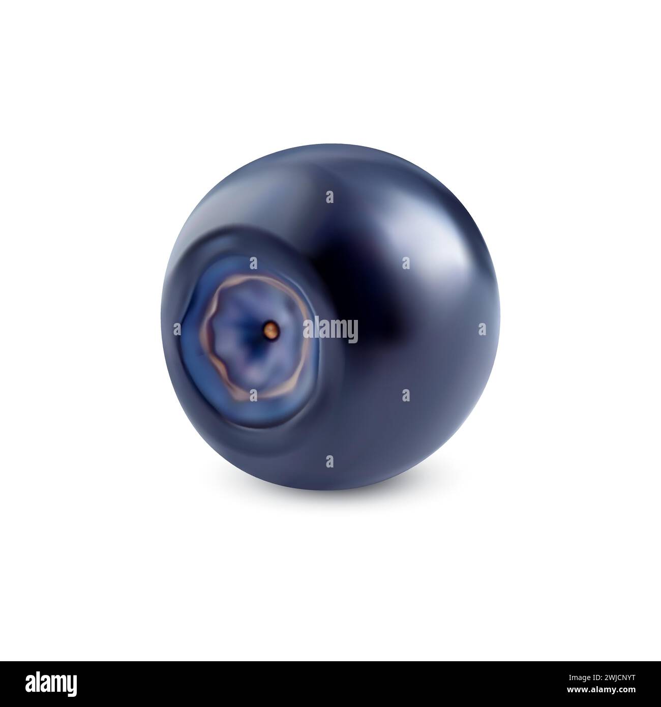 Realistic ripe blueberry. Isolated raw blue berry. 3d vector plump ...