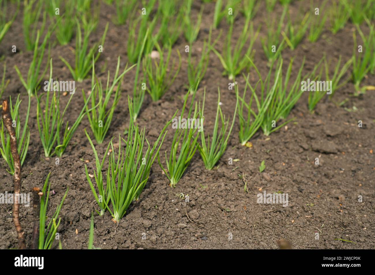 Green onions seedlings in hi-res stock photography and images - Alamy
