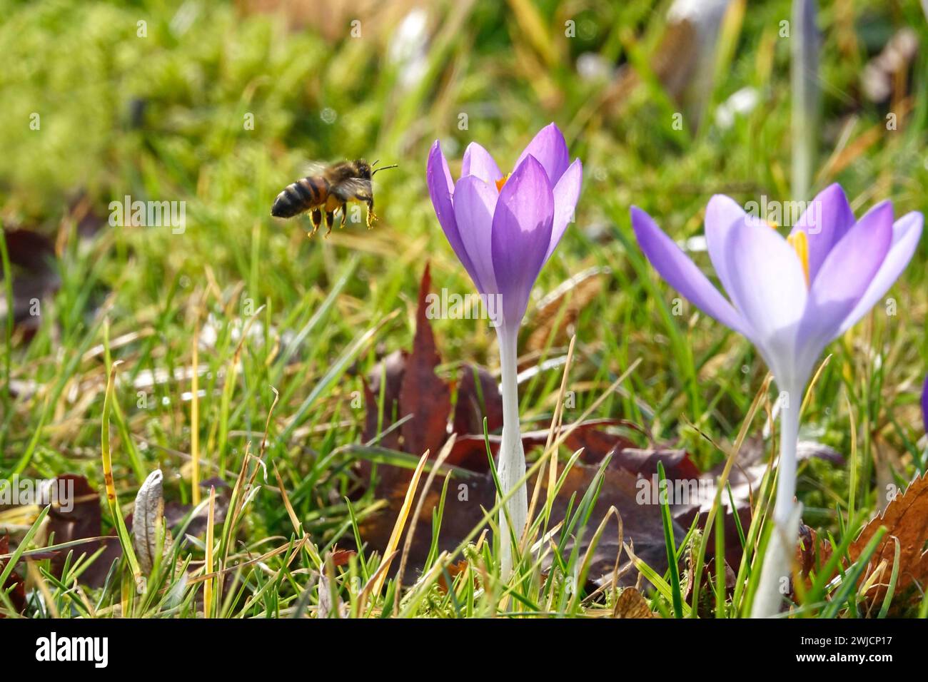 Crocus blossom, bee, February, Germany Stock Photo - Alamy