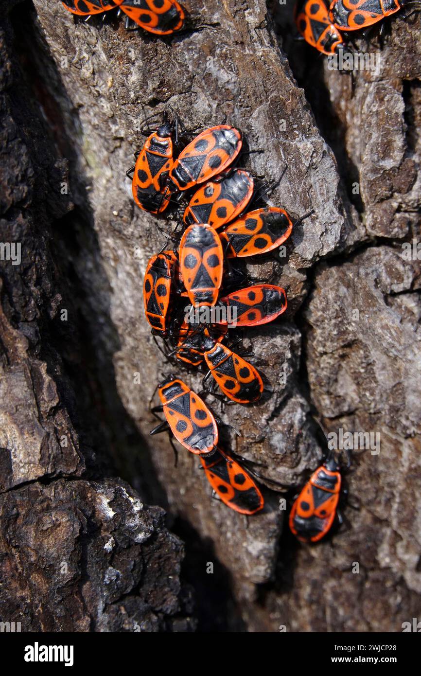 Fire bugs (Pyrrhocoridae) on a tree trunk, Germany Stock Photo - Alamy