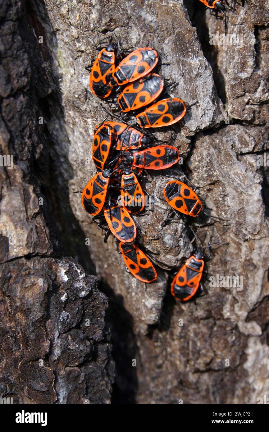 Fire bugs (Pyrrhocoridae) on a tree trunk, Germany Stock Photo - Alamy