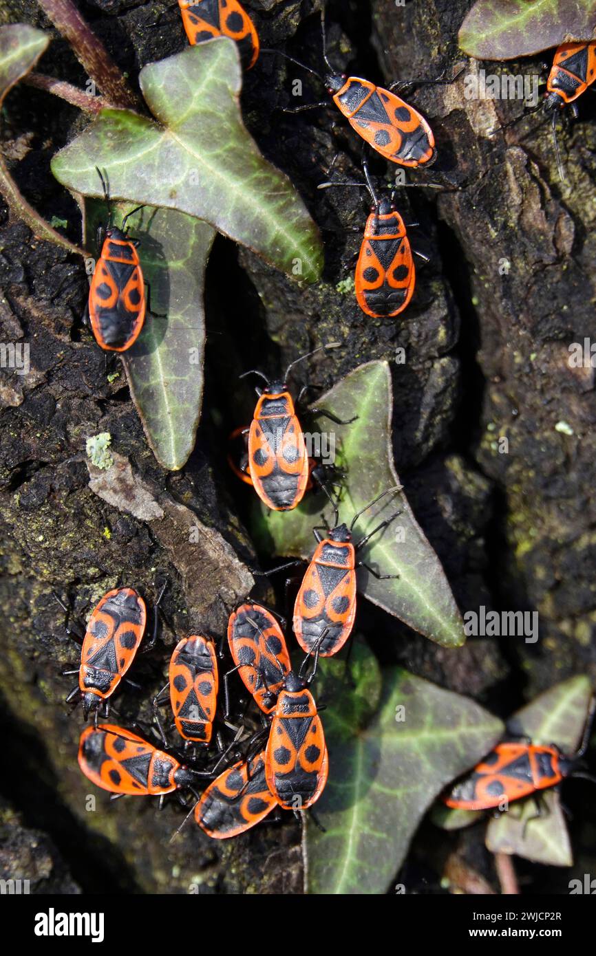 Fire bugs (Pyrrhocoridae) on a tree trunk, Germany Stock Photo - Alamy