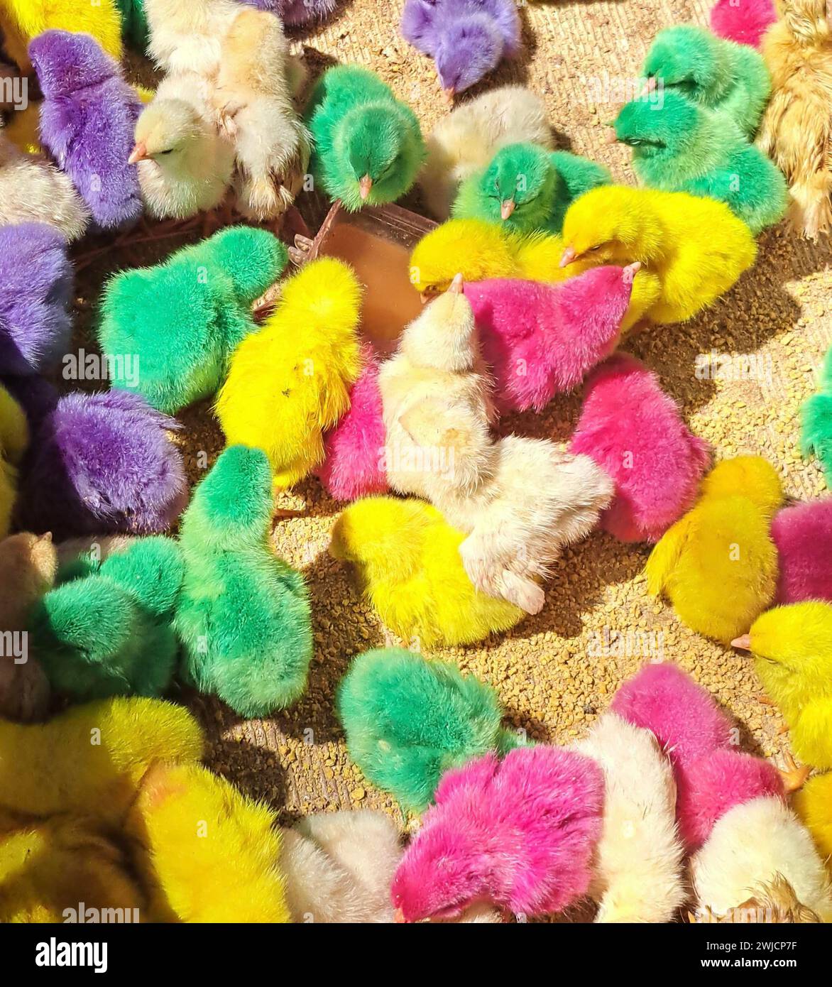 Colourful dyed little chickens on bird market in Yogyakarta, Java ...