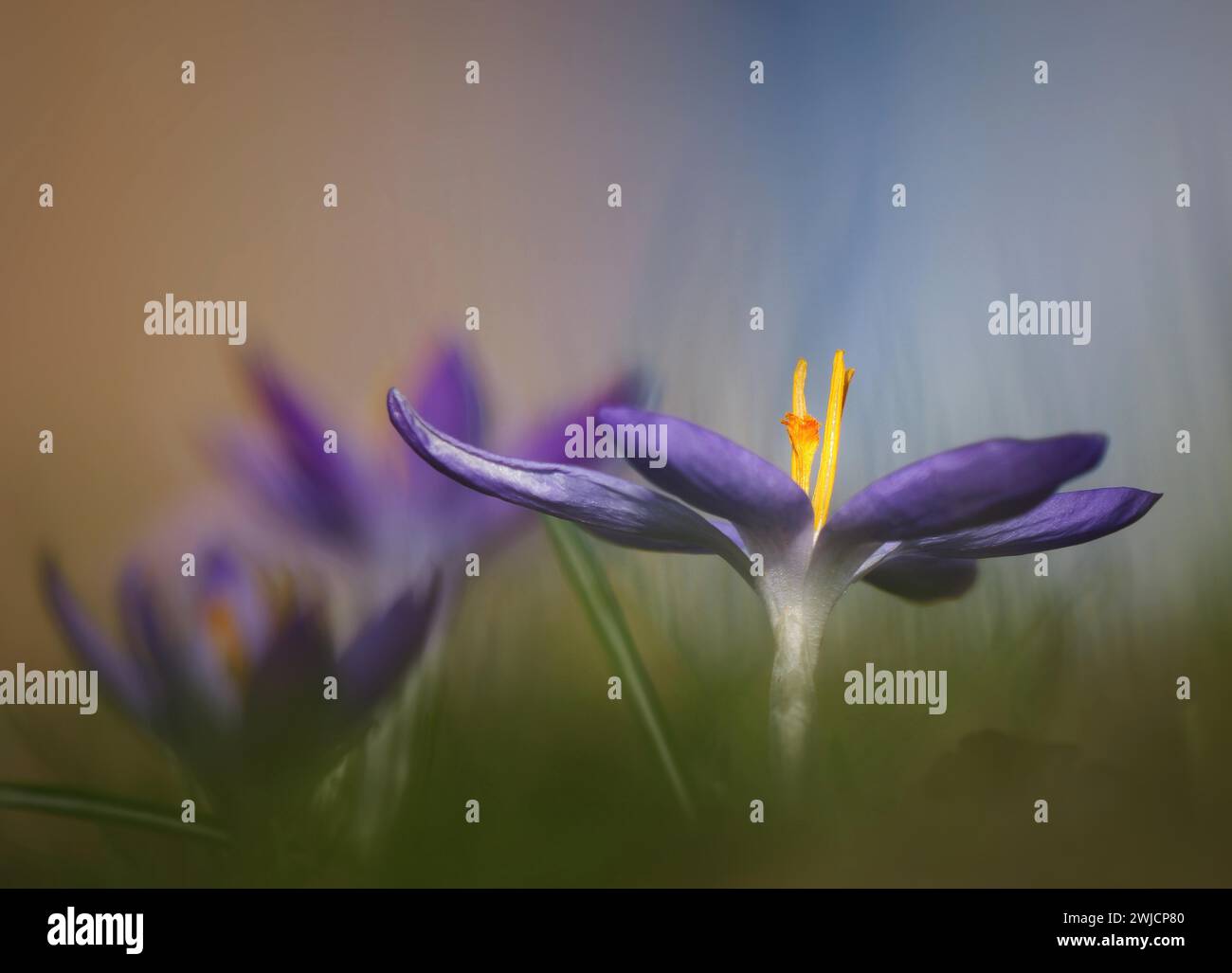 Crocus (Crocus vernus), spring bloomer, background, bokeh, Rhineland ...