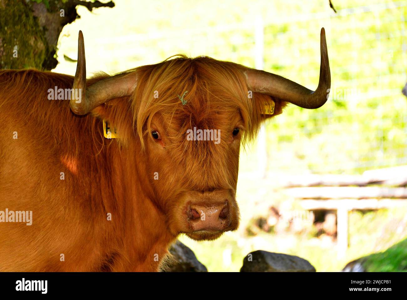 Scottish Highland cattle (Bos taurus), animal portrait, Scotland, Great ...
