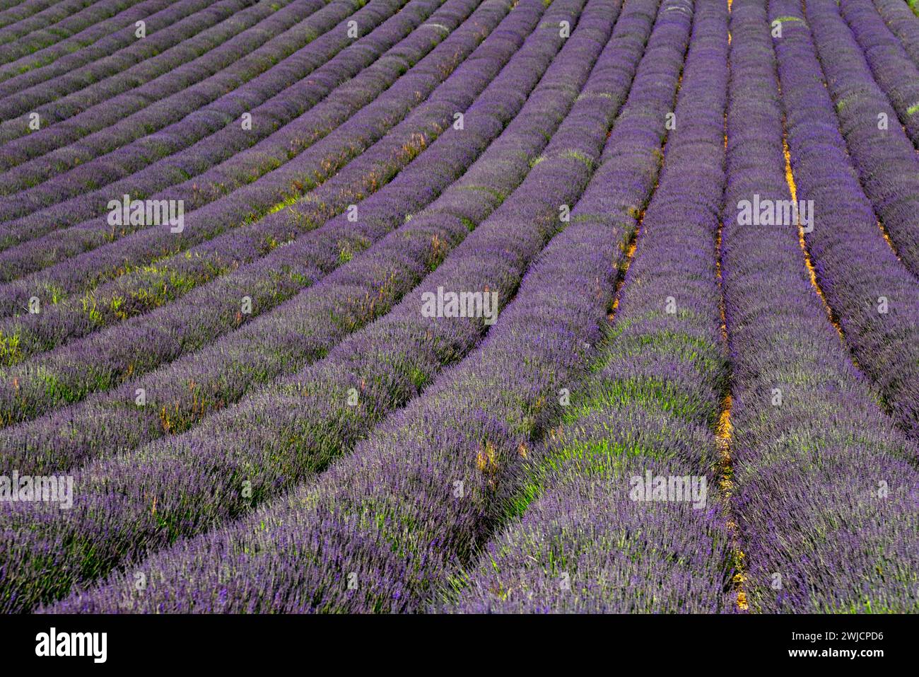 Lavender (Lavandula sp.), lavender field, flowering, England, Great ...