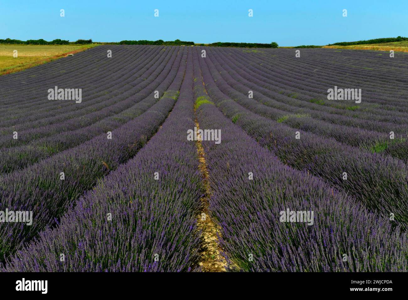 Lavender (Lavandula sp.), lavender field, flowering, England, Great ...