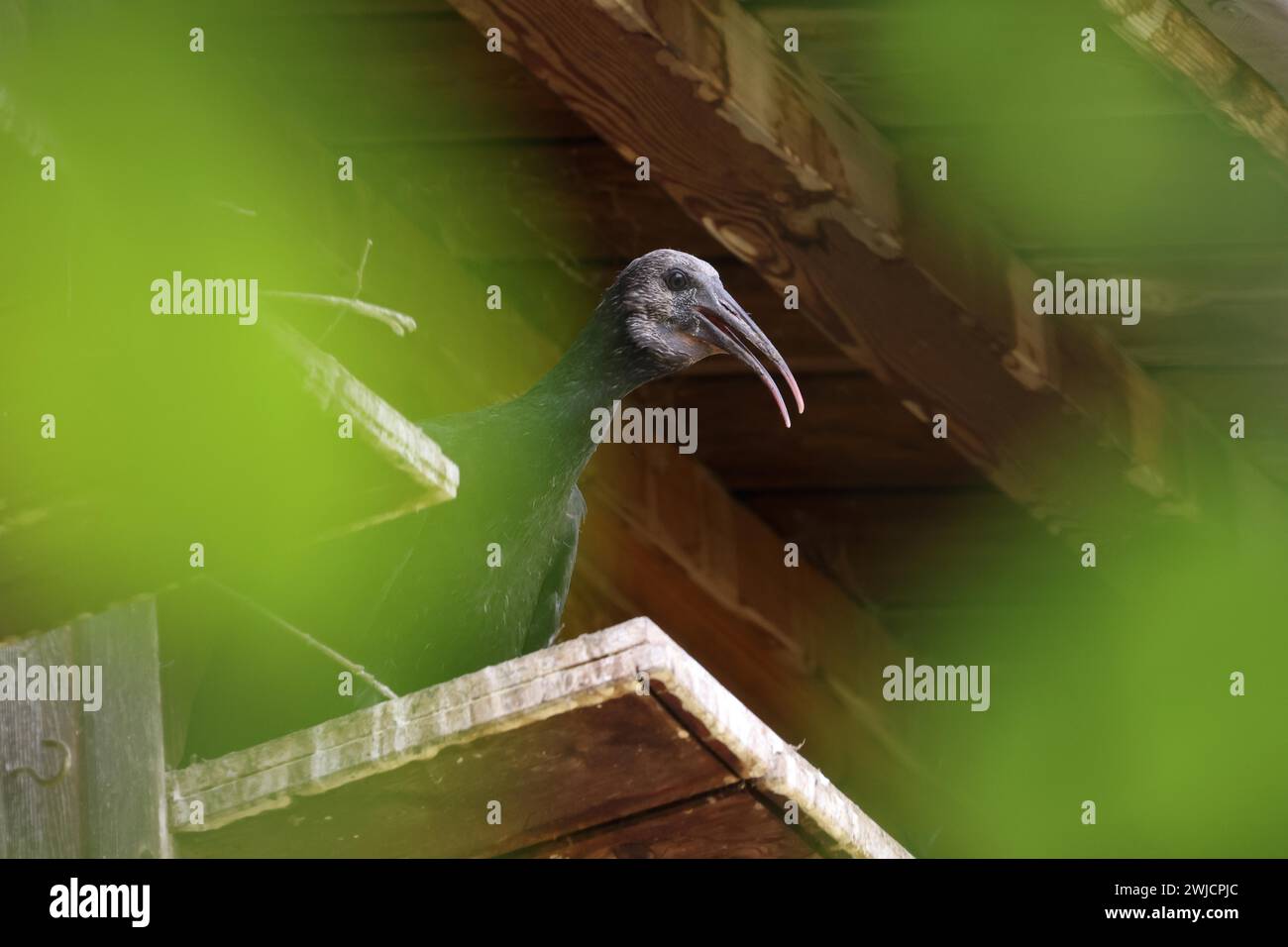 Northern Bald Ibis (Geronticus eremita), young bird in a breeding niche ...