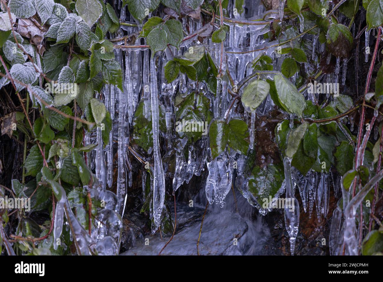 Frozen icicle hi-res stock photography and images - Alamy