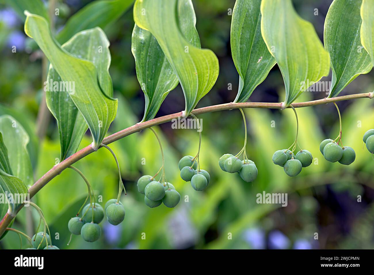 Solomon's seal (Polygonatum multiflorum), Botanical Garden, Erlangen ...