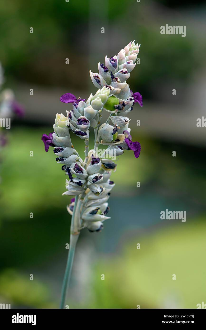 Pond plant (Thalia dealbata), Botanical Garden, Erlangen, Middle ...
