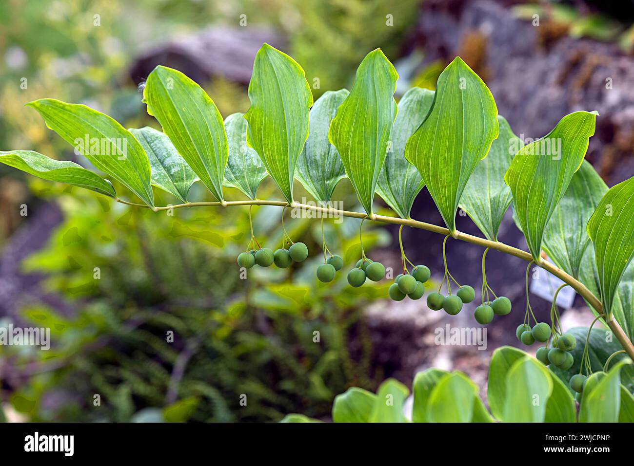 Solomon's seal (Polygonatum multiflorum), Botanical Garden, Erlangen ...