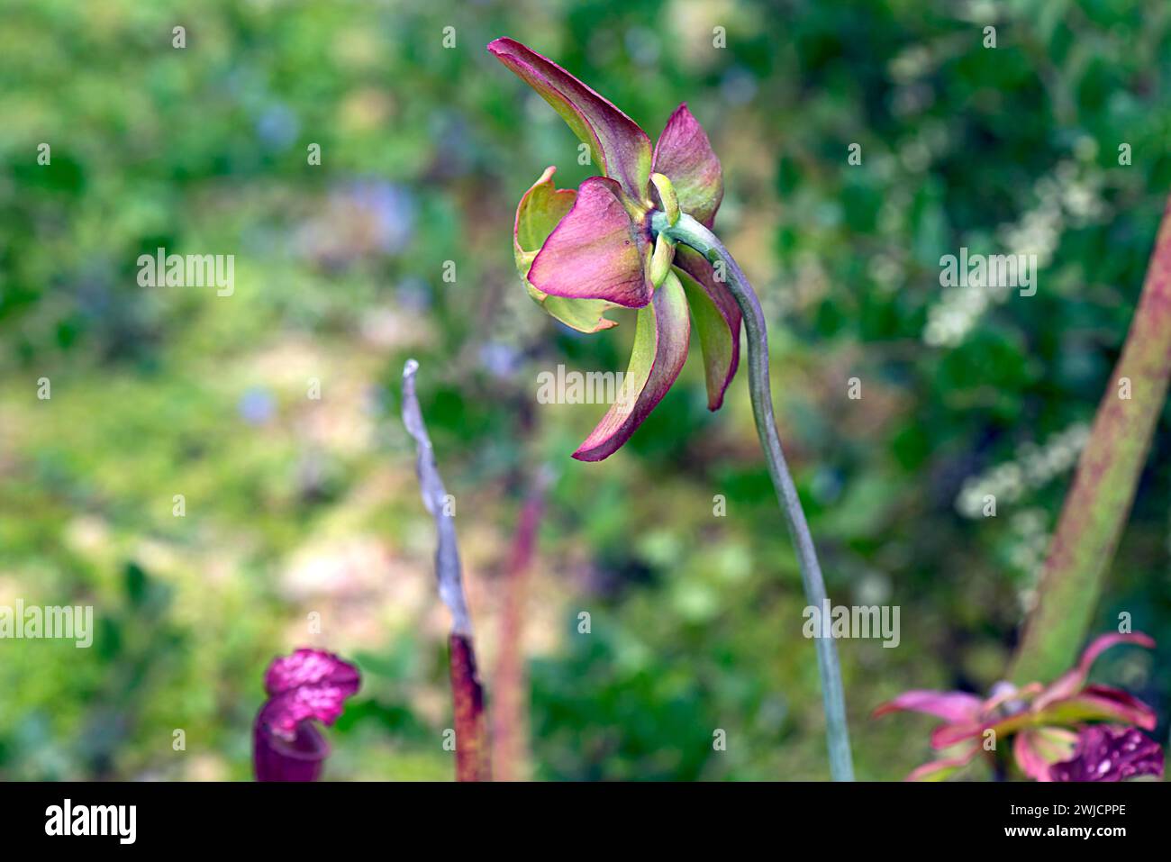 White pitcher plant (Sarracenia leucophylla), Botanical Garden ...