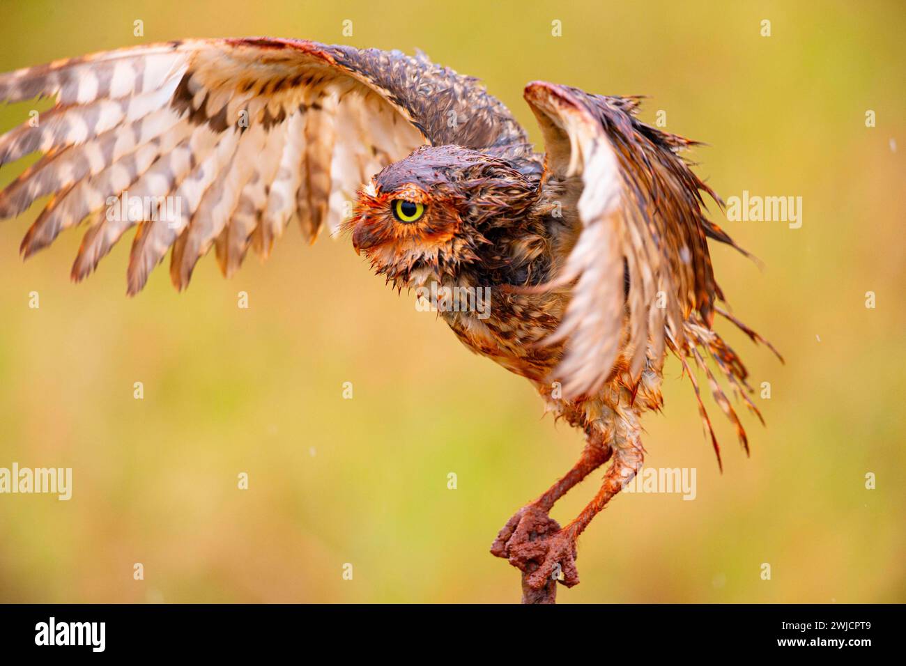 Burrowing owl (Speotyto cunicularia) Pantanal Brazil Stock Photo - Alamy