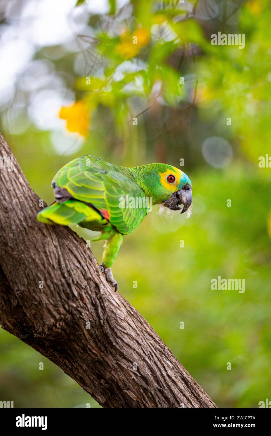 Blue-fronted Amazon (Amazona aestiva (Pantanal Brazil Stock Photo - Alamy
