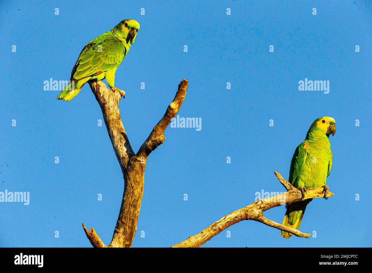 Blue-fronted Amazon (Amazona aestiva (Pantanal Brazil Stock Photo - Alamy