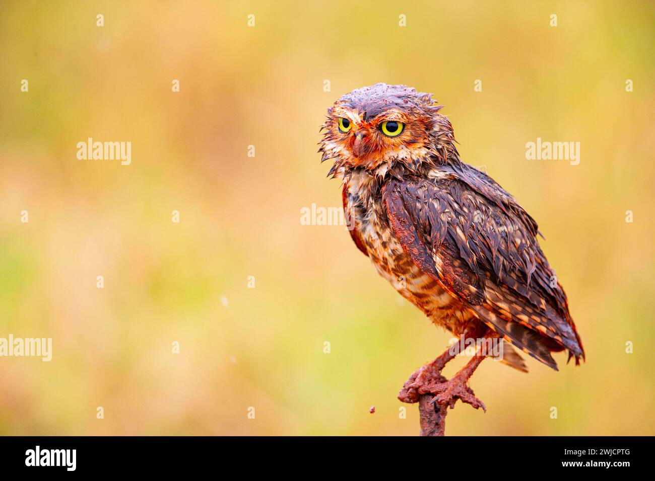 Burrowing owl (Speotyto cunicularia) Pantanal Brazil Stock Photo - Alamy