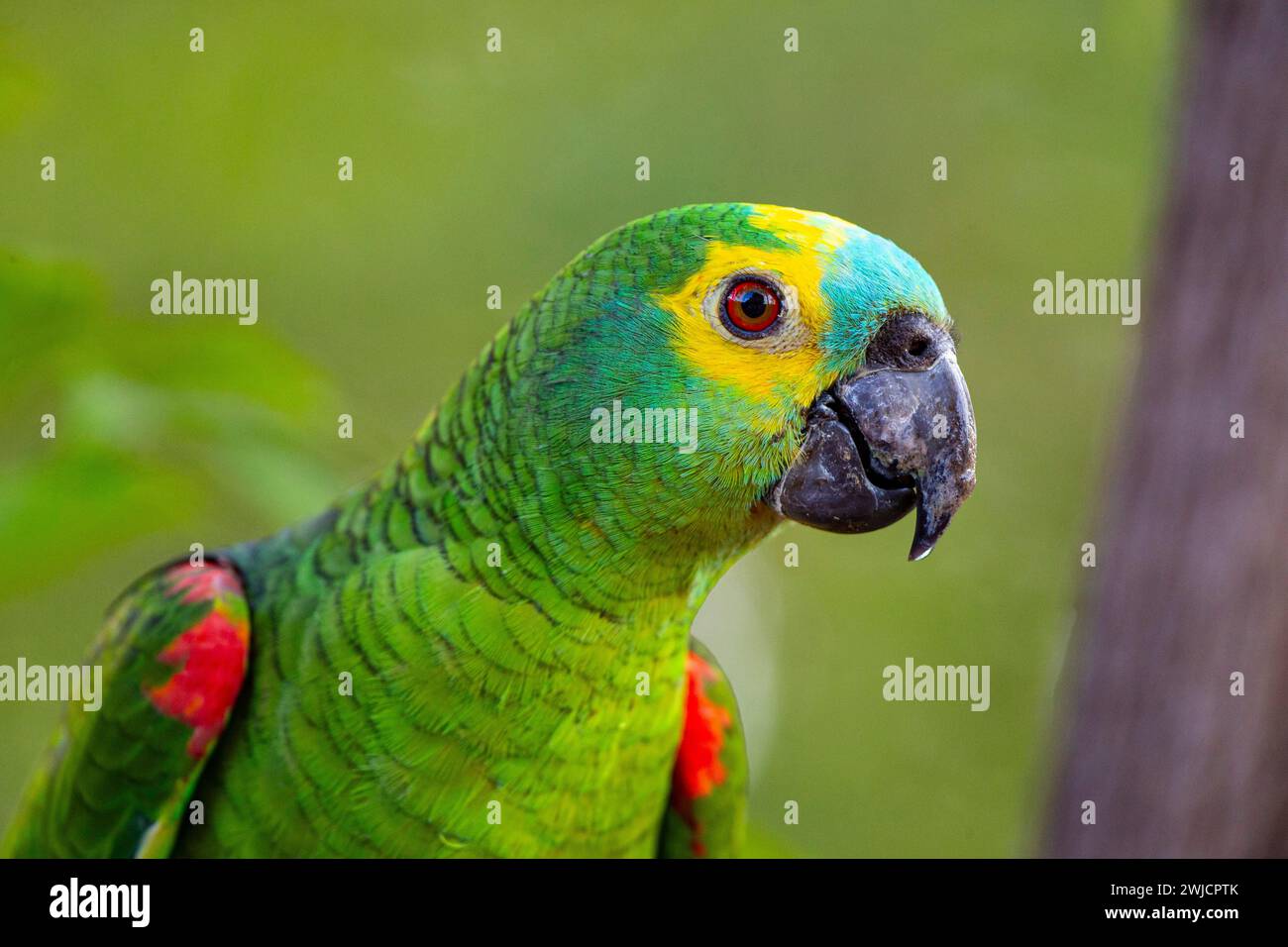 Blue-fronted Amazon (Amazona aestiva (Pantanal Brazil Stock Photo - Alamy