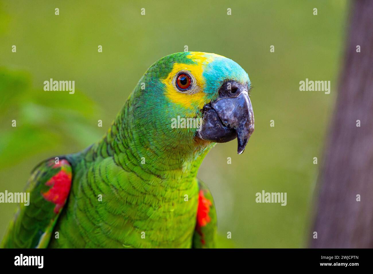 Blue-fronted Amazon (Amazona aestiva (Pantanal Brazil Stock Photo - Alamy