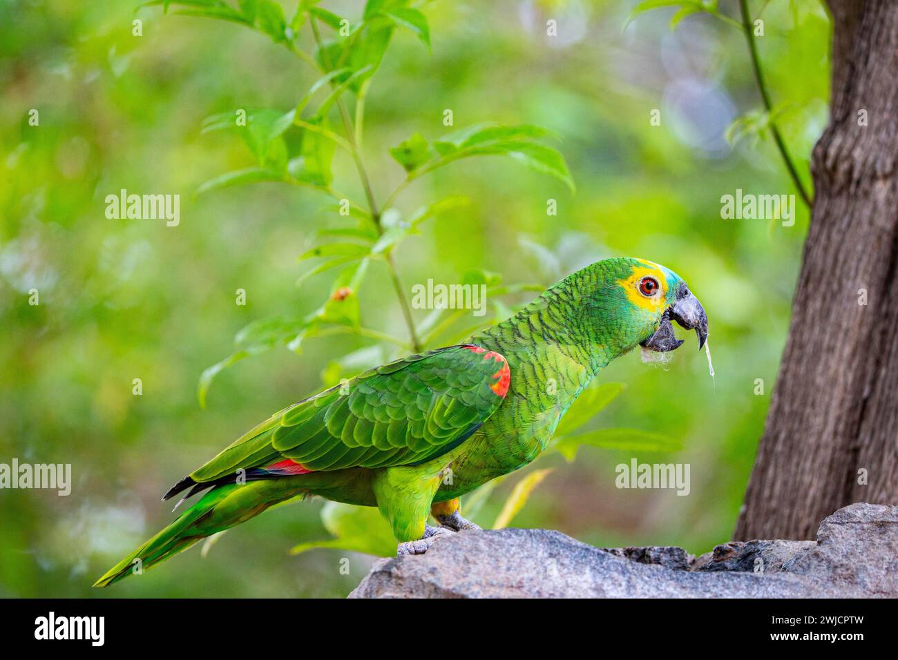 Blue-fronted Amazon (Amazona aestiva (Pantanal Brazil Stock Photo - Alamy