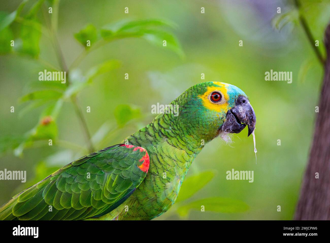 Blue-fronted Amazon (Amazona aestiva (Pantanal Brazil Stock Photo - Alamy