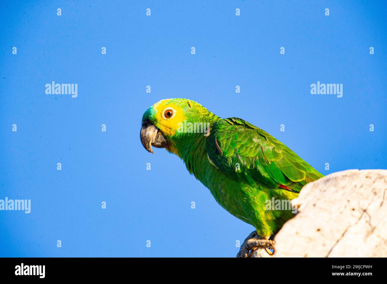 Blue-fronted Amazon (Amazona aestiva (Pantanal Brazil Stock Photo - Alamy