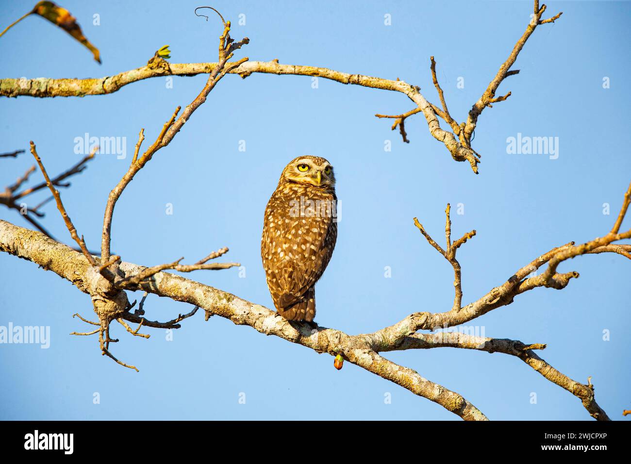 Burrowing owl (Speotyto cunicularia) Pantanal Brazil Stock Photo - Alamy