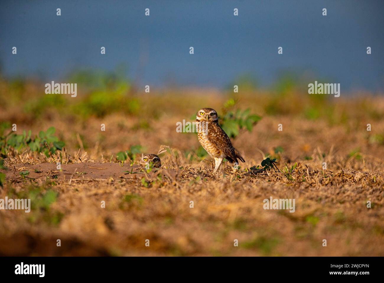 Burrowing owl (Speotyto cunicularia) Pantanal Brazil Stock Photo - Alamy