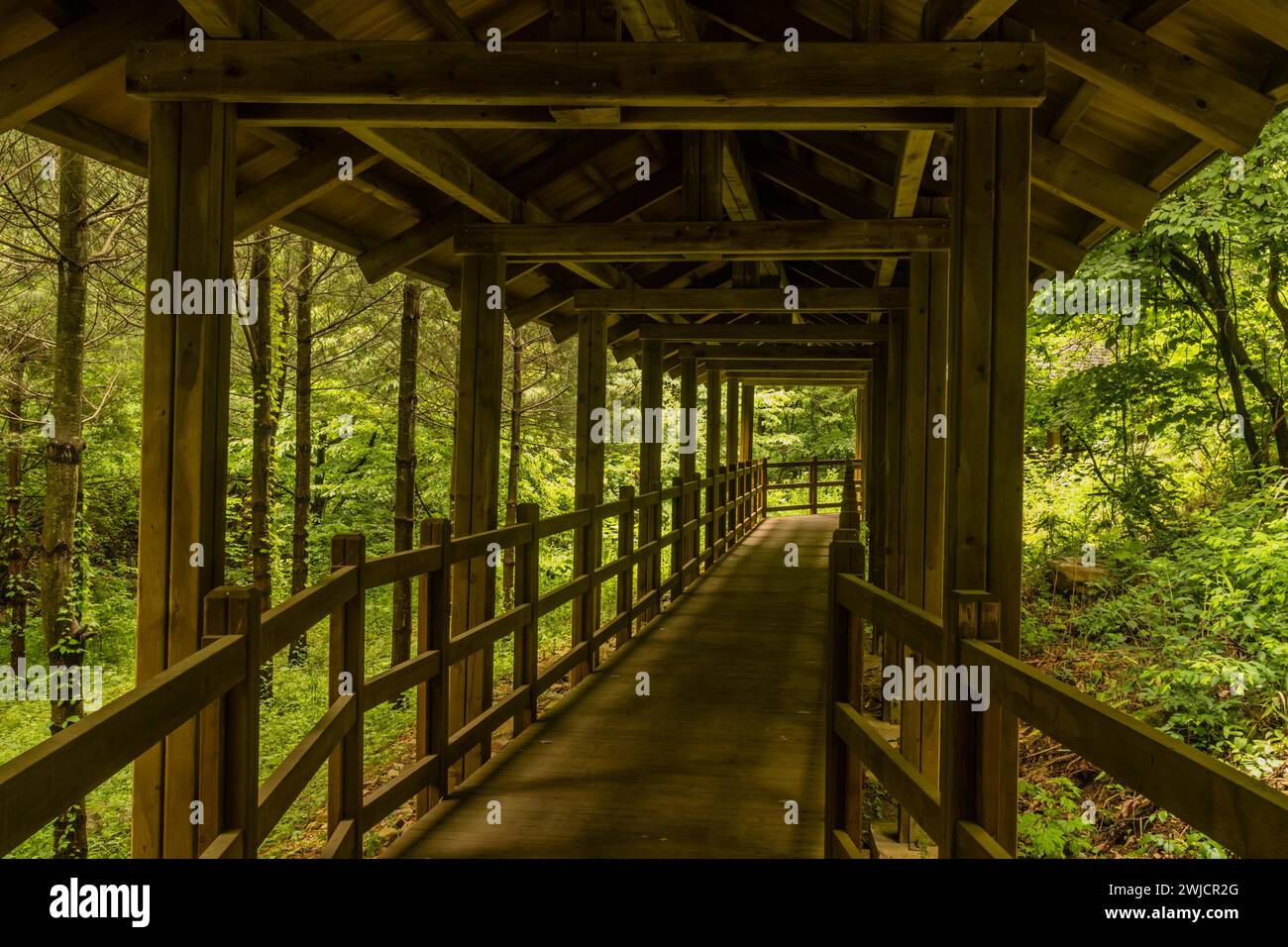 A covered wooden walkway through a tranquil forest, providing sheltered ...