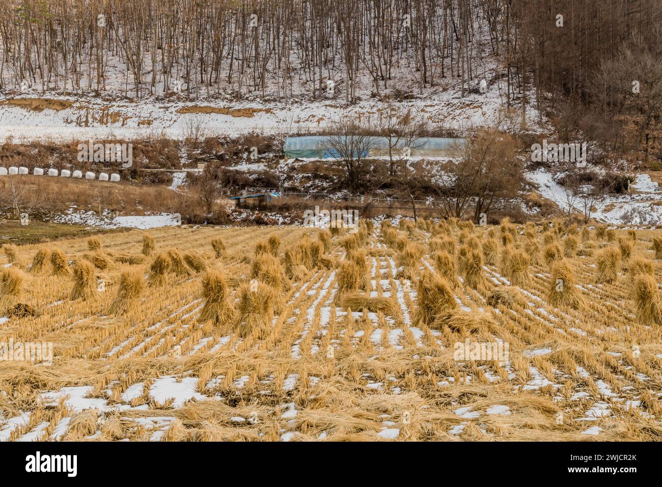 Winter landscape of small hay bails tied and standing vertically in ...
